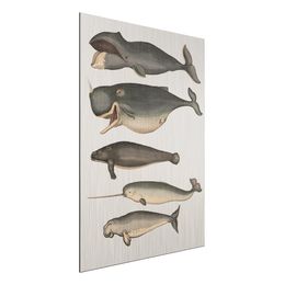 Bilderwelten Alu Dibond Outdoor Bild Tiere grau Vintage wetterfest - F&uuml;nf Vintage Wale - Retro Wohnzimmer Schlafzimmer