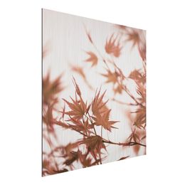 Alu Dibond Outdoor Bild - Ahornbl&auml;tter in Herbstsonne - rot Motiv wetterfest Deko Wohnzimmer Schlafzimmer