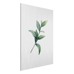 Bilderwelten Alu-Dibond Outdoor Bild Aquarell Eucalyptus II