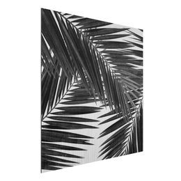 Bilderwelten Alu Dibond Outdoor Bild Natur schwarz weiss Tropisch wetterfest - Blick durch Palmenbl&auml;tter schwarz wei&szlig; - Landschaft Wohnzimmer Schlafzimmer