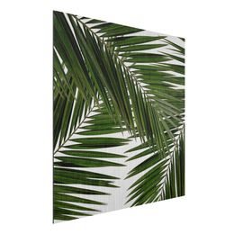Bilderwelten Alu Dibond Outdoor Bild Natur gr&uuml;n Tropisch wetterfest - Blick durch gr&uuml;ne Palmenbl&auml;tter - Pflanzen Wohnzimmer Schlafzimmer