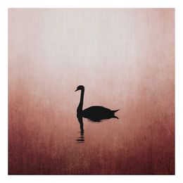 Bilderwelten Alu Dibond Outdoor Bild Natur rot modern wetterfest - Schwan im Sonnenuntergang - Sonnenuntergang Wohnzimmer Schlafzimmer