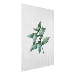 Bilderwelten Alu-Dibond Outdoor Bild Aquarell Eucalyptus III