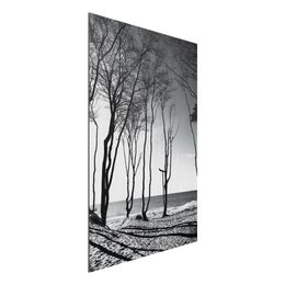 Alu Dibond Outdoor Bild - B&auml;ume an der Ostsee - Wald schwarz weiss Motiv wetterfest B&auml;ume Wohnzimmer Schlafzimmer
