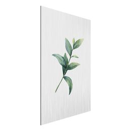 Alu Dibond Outdoor Bild - Aquarell Eucalyptus II - gr&uuml;n Tropisch Aquarell Pflanzen Wohnzimmer Schlafzimmer