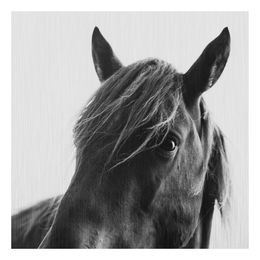 Bilderwelten Alu Dibond Outdoor Bild Tiere schwarz weiss Motiv wetterfest - Neugieriges Pferd - Pferde Wohnzimmer Schlafzimmer