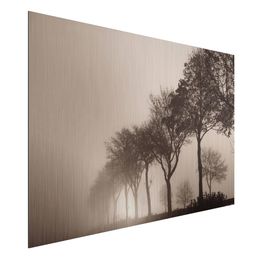 Alu Dibond Outdoor Bild - Baumallee im Morgennebel - Wald braun Motiv wetterfest B&auml;ume Wohnzimmer Schlafzimmer
