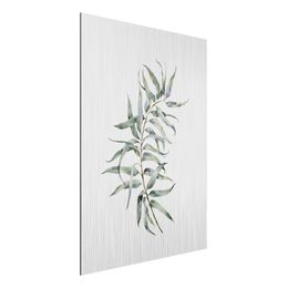Bilderwelten Alu-Dibond Outdoor Bild Aquarell Eucalyptus IV