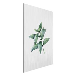 Alu Dibond Outdoor Bild - Aquarell Eucalyptus III - gr&uuml;n Tropisch Aquarell Pflanzen Wohnzimmer Schlafzimmer
