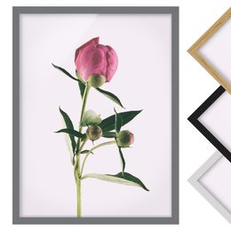 Bilderwelten Bild mit Rahmen - Hochformat Pfingstrose Pink auf Wei&szlig;