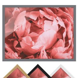 Bilderwelten Bild mit Rahmen - Querformat Pfingstrose Bl&uuml;te Koralle