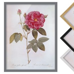 Bilderwelten Bild mit Rahmen - Hochformat Pierre Joseph Redout&eacute; - Apothekerrose