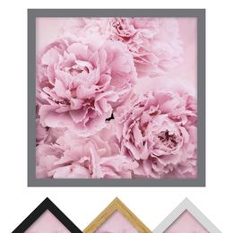 Bilderwelten Bild mit Rahmen - Quadrat Rosa Pfingstrosen
