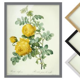 Bilderwelten Bild mit Rahmen - Hochformat Pierre Joseph Redout&eacute; - Rosa Sulfurea