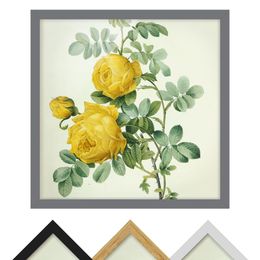 Bilderwelten Bild mit Rahmen - Quadrat Pierre Joseph Redout&eacute; - Rosa Sulfurea