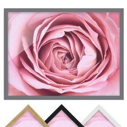 Bilderwelten Bild mit Rahmen - Querformat Rosa Rosenbl&uuml;te