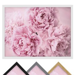 Bilderwelten Bild mit Rahmen - Querformat Rosa Pfingstrosen
