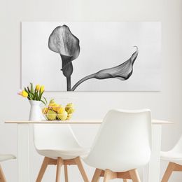 Bilderwelten Leinwandbild Calla Nahaufnahme Schwarz-Wei&szlig;
