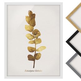 Bilderwelten Bild mit Rahmen - Hochformat Gold - Eukalyptus
