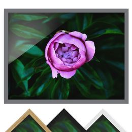 Bilderwelten Bild mit Rahmen - Querformat Lila Pfingstrosenbl&uuml;te vor Bl&auml;ttern