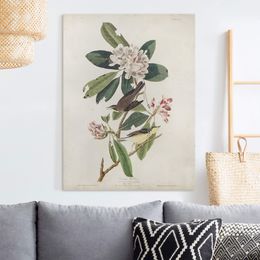 Bilderwelten Leinwandbild Vintage Lehrtafel Grasm&uuml;cke Leinwanddruck Vintage,Tiere - V&ouml;gel,Botanik - Blume Wandbild Wohnzimmer