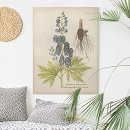 Bilderwelten Leinwandbild Vintage Botanik in Blau Sturmhut Leinwanddruck Vintage,Botanik - Pflanzen,Botanik - Blume Wandbild Wohnzimmer
