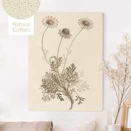 Bilderwelten Leinwandbild Botanische Studie in Sepia III