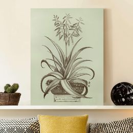 Bilderwelten Leinwandbild Vintage Aloe Vera Vulgaris Leinwanddruck Vintage,Botanik - Pflanzen,Botanik - Blume Wandbild Wohnzimmer