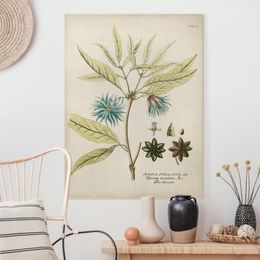 Bilderwelten Leinwandbild Vintage Botanik in Blau Sternanis Leinwanddruck Vintage,Botanik - Pflanzen,Botanik - Blume Wandbild Wohnzimmer