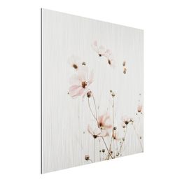 Bilderwelten Alu Dibond Outdoor Bild Blumen beige Landhaus wetterfest - Cosmea in zarten Cremet&ouml;nen - Deko Wohnzimmer Schlafzimmer
