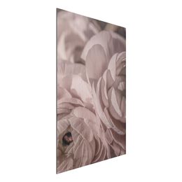 Alu Dibond Outdoor Bild - Err&ouml;tete Bl&uuml;te - rosa Motiv wetterfest Rose Wohnzimmer Schlafzimmer