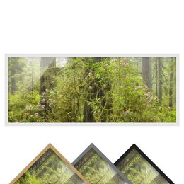 Bilderwelten Bild mit Rahmen - Panorama Del Norte Coast Redwoods State Park Kalifornien