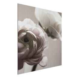 Alu Dibond Outdoor Bild - Dunkle Bl&uuml;te im Fokus - beige Motiv wetterfest Rose Wohnzimmer Schlafzimmer