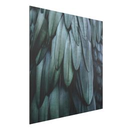Alu Dibond Outdoor Bild - Federn in Aquamarin - Federn petrol Motiv wetterfest Feder Wohnzimmer Schlafzimmer