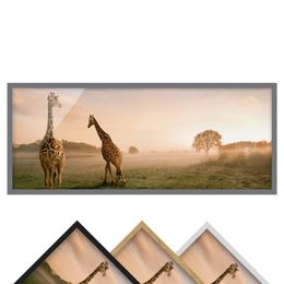 Bilderwelten Bild mit Rahmen - Panorama Surreal Giraffes