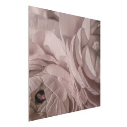 Bilderwelten Alu Dibond Outdoor Bild rosa Motiv wetterfest - Err&ouml;tete Bl&uuml;te - Rose Wohnzimmer Schlafzimmer