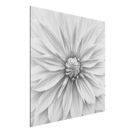 Bilderwelten Alu Dibond Outdoor Bild Blumen schwarz weiss Motiv wetterfest - Botanische Bl&uuml;te in Wei&szlig; - Deko Wohnzimmer Schlafzimmer