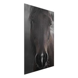 Bilderwelten Alu Dibond Outdoor Bild Tiere braun Motiv wetterfest - Dunkles Pferd - Pferde Wohnzimmer Schlafzimmer