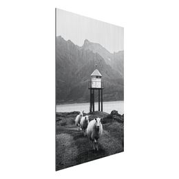 Alu Dibond Outdoor Bild - Drei Schafe auf den Lofoten - Tiere schwarz weiss Motiv wetterfest Deko Wohnzimmer Schlafzimmer