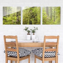 Bilderwelten Glasbild Wald Motiv einzigartig Glas Wandbild - Del Norte Coast Redwoods State Park Kalifornien - B&auml;ume Wohnzimmer Schlafzimmer