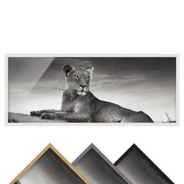 Bilderwelten Bild mit Rahmen Tiere schwarz weiss Motiv inkl. Rahmung - Resting Lion - Deko Wohnzimmer Schlafzimmer