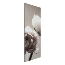 Alu Dibond Outdoor Bild - Dunkle Bl&uuml;te im Fokus - beige Motiv wetterfest Rose Wohnzimmer Schlafzimmer