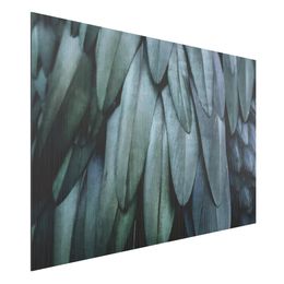Alu Dibond Outdoor Bild - Federn in Aquamarin - Federn petrol Motiv wetterfest Feder Wohnzimmer Schlafzimmer
