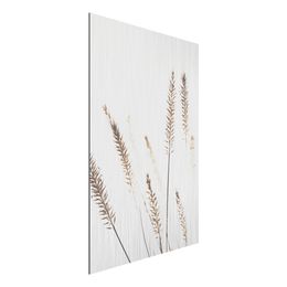 Alu Dibond Outdoor Bild - Getrocknetes Kammgras - Blumen beige Landhaus wetterfest Gr&auml;ser Wohnzimmer Schlafzimmer
