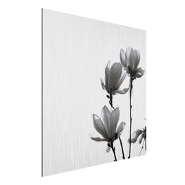 Bilderwelten Alu Dibond Outdoor Bild schwarz weiss Tropisch wetterfest - Fr&uuml;hlingsbote Magnolie Schwarz Wei&szlig; - Pflanzen Wohnzimmer Schlafzimmer