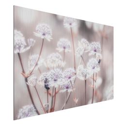 Alu Dibond Outdoor Bild - Federleichte Wildblumen - Blumen braun Landhaus wetterfest Gr&auml;ser Wohnzimmer Schlafzimmer