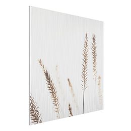 Bilderwelten Alu Dibond Outdoor Bild Blumen beige Landhaus wetterfest - Getrocknetes Kammgras - Gr&auml;ser Wohnzimmer Schlafzimmer