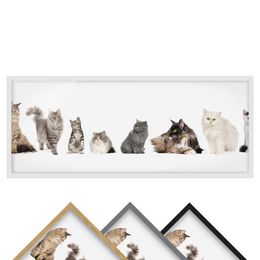 Bilderwelten Bild mit Rahmen Tiere einzigartig modern inkl. Rahmung - Katzenbande - Deko Wohnzimmer Schlafzimmer