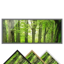 Bilderwelten Bild mit Rahmen - Panorama Mighty Beech Trees