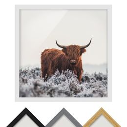 Bilderwelten Bild mit Rahmen - Quadrat Bison in den Highlands